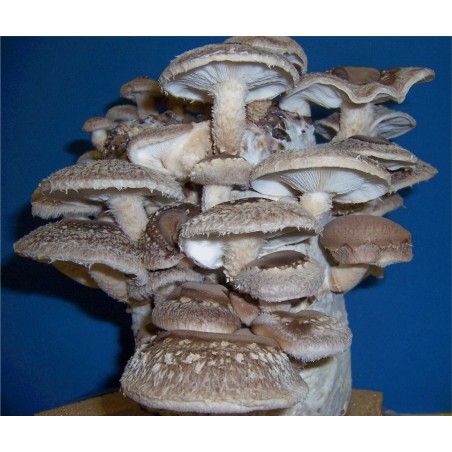 Lentinula edodes - Shiitake