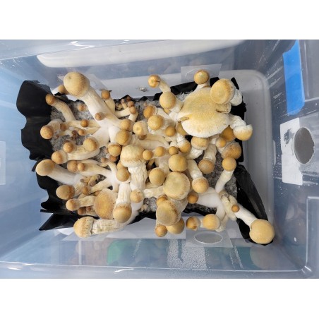Melmac OG - Psilocybe cubensis