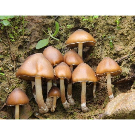 Psilocybe caerulescens