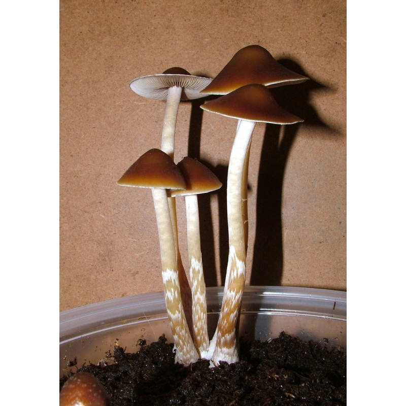 Psilocybe caerulescens